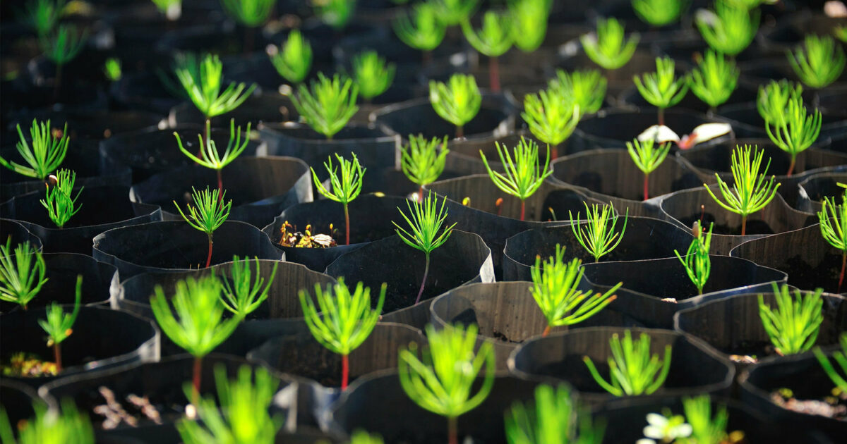 Informed Investor | How To Be A Carbon Trader