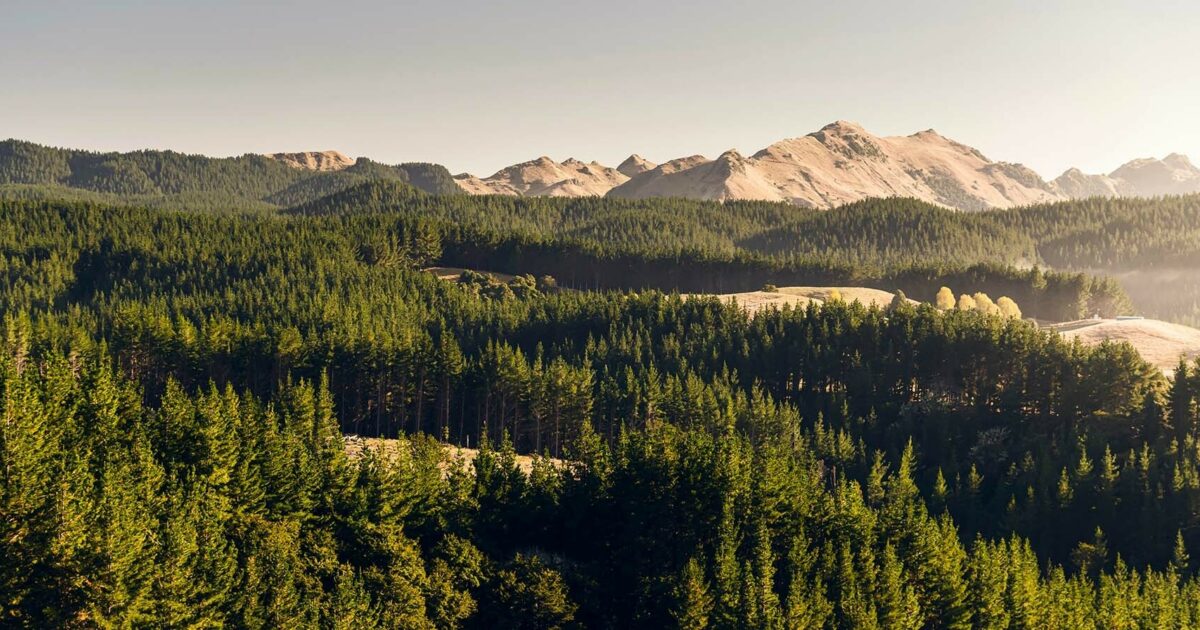Informed Investor | Green Goldmine: Why Forestry Investment is…